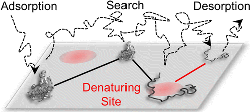 Surface-Mediated Protein Unfolding as a Search Process for Denaturing ...