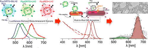 探测量子棒-荧光素酶纳米共轭物中的生物发光共振能量转移。,ACS Nano - X-MOL