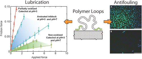 Mussel-Inspired Anchoring of Polymer Loops That Provide Superior ...
