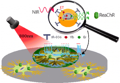 Dye-Sensitized Core/Active Shell Upconversion Nanoparticles for ...