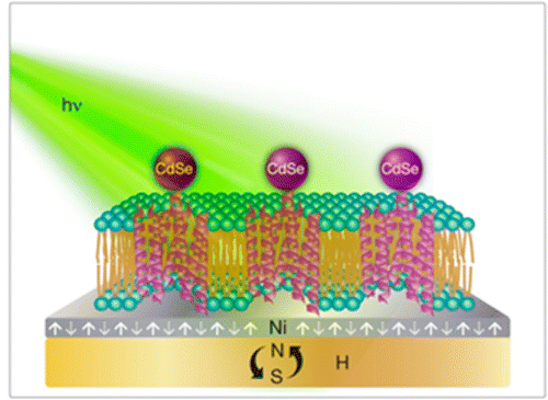 混合纳米粒子紫色膜系统中的自旋控制光致发光。,ACS Nano - X-MOL