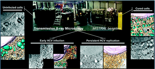 Structural Changes In Cells Imaged by Soft X-ray Cryo-Tomography During Hepatitis C Virus ...
