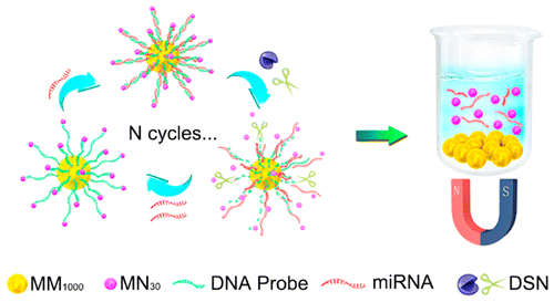 通过下一代磁弛豫开关传感一步一步定量检测MicroRNA,ACS Nano - X-MOL
