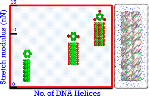 柱状DNA纳米管的纳米结构和弹性。,ACS Nano - X-MOL