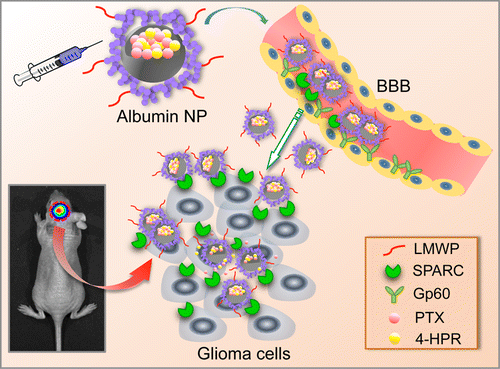 Blood–Brain-Barrier-Penetrating Albumin Nanoparticles for Biomimetic ...