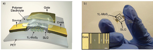 High Responsivity, Large-Area Graphene/MoS2 Flexible Photodetectors,ACS ...