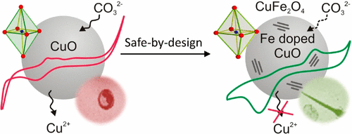 通过 Fe 掺杂、Cu-O 键长变化以及细胞和斑马鱼胚胎中的生物学评估实现安全设计的 CuO 纳米颗粒,ACS Nano - X-MOL