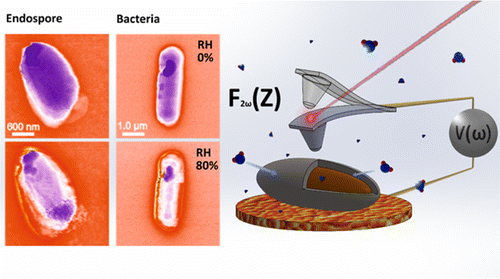 静电力显微镜探测单个细菌内孢子的内部水化性质,ACS Nano - X-MOL