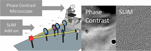 Label-Free Imaging of Single Microtubule Dynamics Using Spatial Light ...