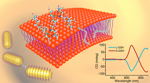 Chiral Plasmonic Nanochains via the Self-Assembly of Gold Nanorods and ...