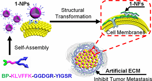 Transformable Nanomaterials as an Artificial Extracellular Matrix for ...