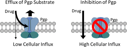 Using the Variable-Nearest Neighbor Method To Identify P-Glycoprotein ...