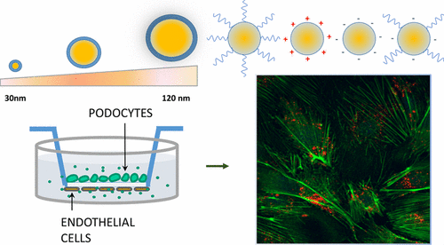 Polymer Nanoparticle Engineering for Podocyte Repair: From in Vitro ...