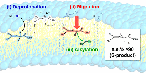 Liposomes Can Achieve Enantioselective C–C Bond Formation of an α-Amino ...