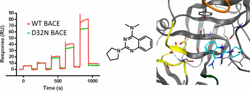 Fragment Binding to β-Secretase 1 without Catalytic Aspartate ...