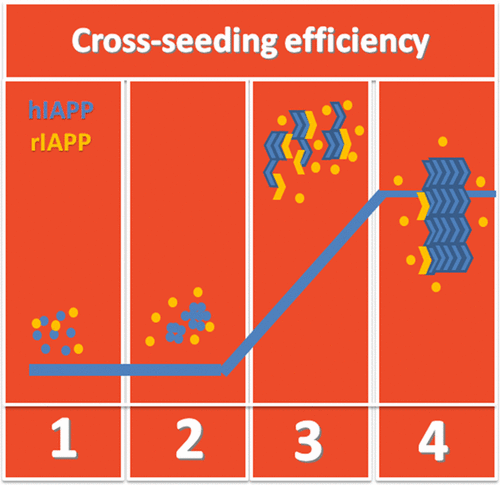Seed-Induced Heterogeneous Cross-Seeding Self-Assembly of Human and Rat ...