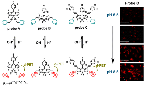 Unusual Fluorescent Responses of Morpholine-Functionalized Fluorescent ...