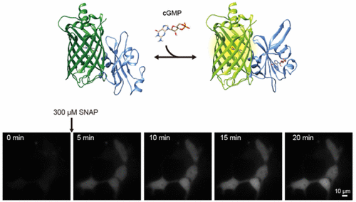 Generation of a cGMP Indicator with an Expanded Dynamic Range by ...