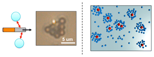 From One to Many: Dynamic Assembly and Collective Behavior of Self ...