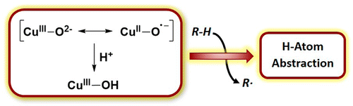 [CuO]+ and [CuOH]2+ Complexes: Intermediates in Oxidation Catalysis ...
