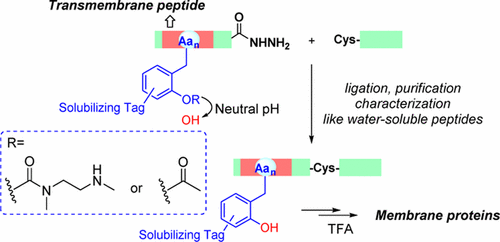 Chemical Modification Of Proteins Ppt / PPT - Posttranslational ...