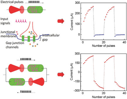 Rectification‐Regulated Memristive Characteristics in Electron‐Type ...