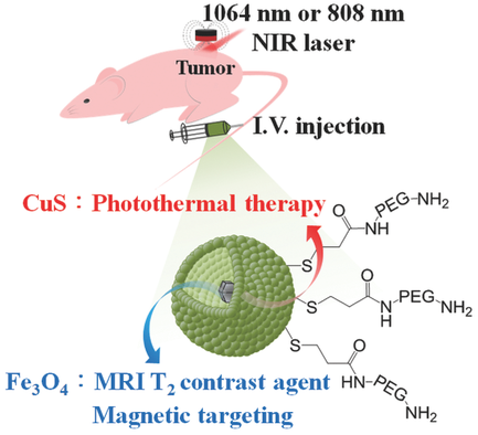 Rattle型Fe3O4 @ CuS开发用于在第一个和第二个NIR生物窗口进行磁引导的光诱导热疗,Advanced Functional Materials - X-MOL