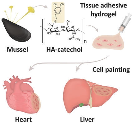 Tissue Adhesive Catechol‐Modified Hyaluronic Acid Hydrogel for ...