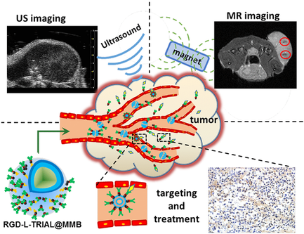 A Multi‐Gradient Targeting Drug Delivery System Based on RGD‐l‐TRAIL ...