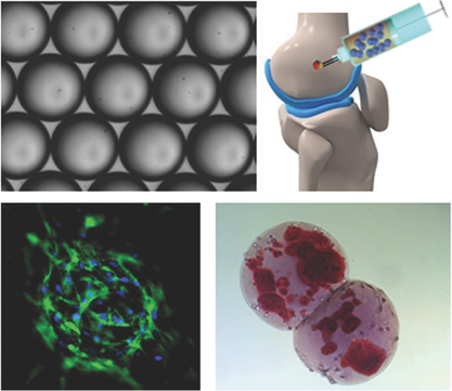 Injectable Stem Cell‐Laden Photocrosslinkable Microspheres Fabricated ...