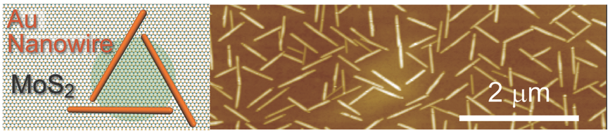 Oriented Growth of Gold Nanowires on MoS2,Advanced Functional Materials ...