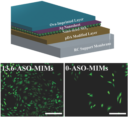 A Multiple‐Functional Ag/SiO2/Organic Based Biomimetic Nanocomposite Membrane for High‐Stability ...