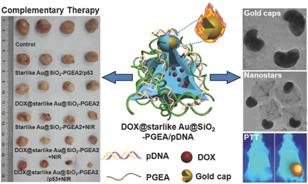 Hollow Nanostars with Photothermal Gold Caps and Their Controlled ...