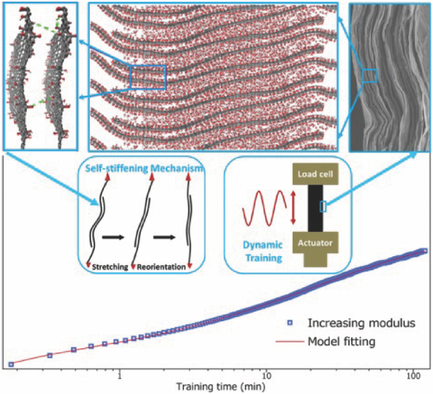 Hierarchical Graphene‐Based Films with Dynamic Self‐Stiffening for ...