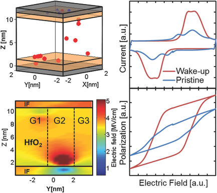 Physical Mechanisms behind the Field‐Cycling Behavior of HfO2‐Based ...