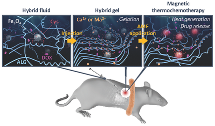 磁共振引导的局部磁热化学疗法在肿瘤中快速凝胶转化的智能铁磁流体。,Advanced Functional Materials - X-MOL