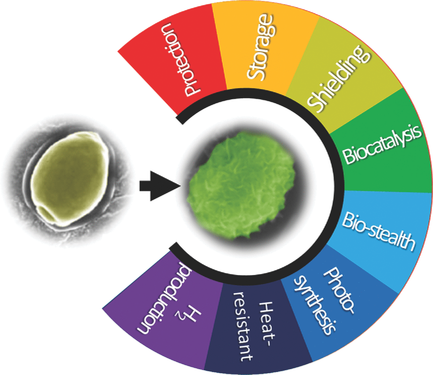 Improvement of Biological Organisms Using Functional Material Shells ...
