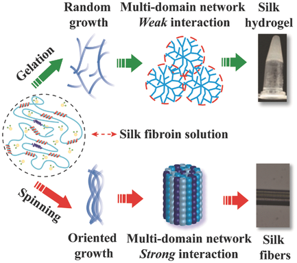 Programing Performance of Silk Fibroin Materials by Controlled ...