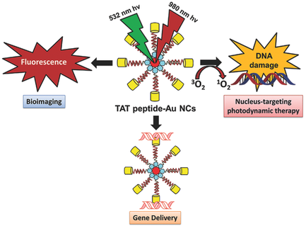 Nucleus‐Targeting Gold Nanoclusters for Simultaneous In Vivo ...