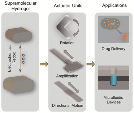 基于超分子肽水凝胶的电控致动器,Advanced Functional Materials - X-MOL