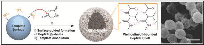 Functional and Well‐Defined β‐Sheet‐Assembled Porous Spherical Shells ...
