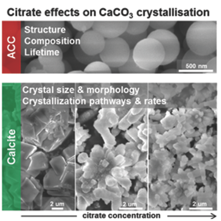 Citrate Effects on Amorphous Calcium Carbonate (ACC) Structure, Stability, and Crystallization ...