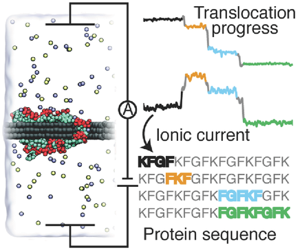 Graphene Nanopores for Protein Sequencing,Advanced Functional Materials ...