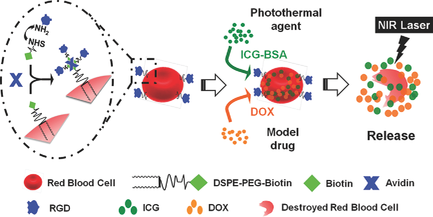 Remotely Controlled Red Blood Cell Carriers for Cancer Targeting and ...