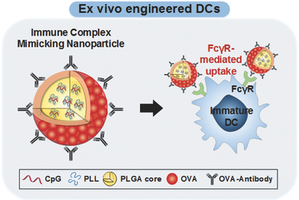 Immune Complexes Mimicking Synthetic Vaccine Nanoparticles for Enhanced ...