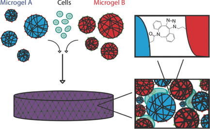 Clickable Microgel Scaffolds as Platforms for 3D Cell Encapsulation ...