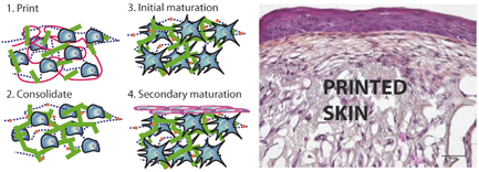 Human Skin 3D Bioprinting Using Scaffold‐Free Approach,Advanced ...