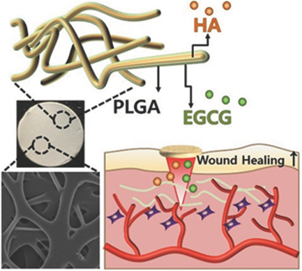 Hyaluronic Acid/PLGA Core/Shell Fiber Matrices Loaded with EGCG ...