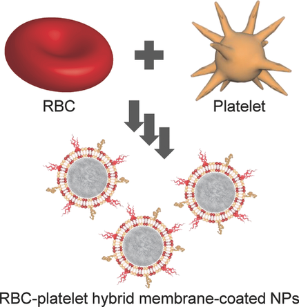 Erythrocyte–Platelet Hybrid Membrane Coating for Enhanced Nanoparticle ...