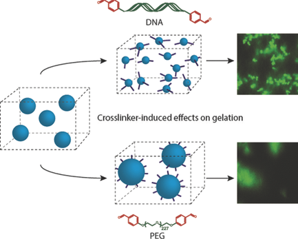 Crosslinker‐Induced Effects on the Gelation Pathway of a Low Molecular ...